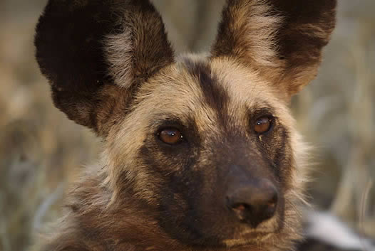 animales veloces: EL LICAON